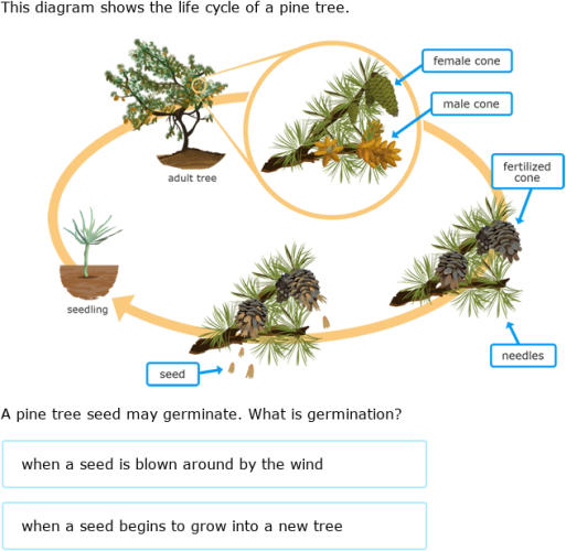 IXL - Angiosperm and conifer life cycles (Year 9 science practice)
