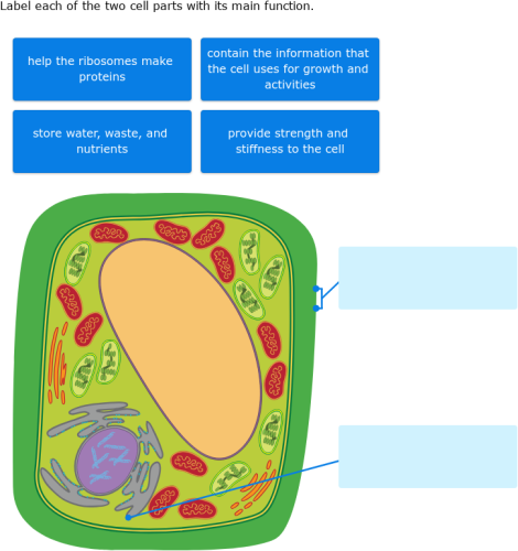 IXL - Plant cell diagrams: label parts (Year 7 science practice)