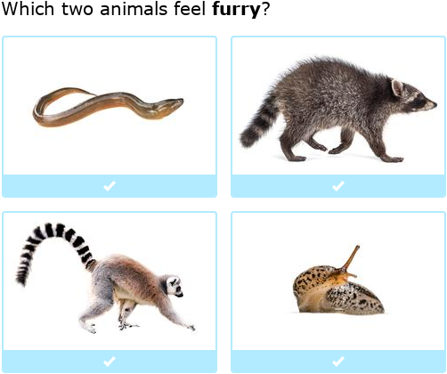 IXL - Classify objects by texture (Year 1 science practice)