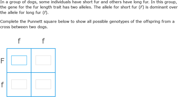 IXL - Complete and interpret Punnett squares (Year 7 science practice)