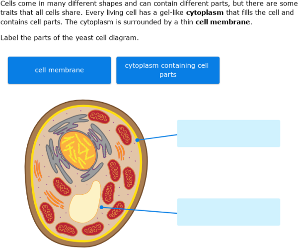 IXL - Understanding cells (Year 9 science practice)