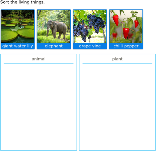 IXL - Identify plants and animals (Year 1 science practice)