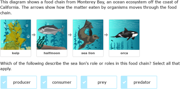 IXL - Identify roles in food chains (Year 5 science practice)