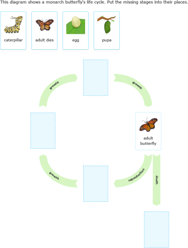 IXL - Read and construct animal life cycle diagrams (Year 6 science ...