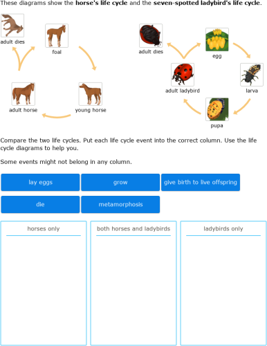 IXL - Compare different animals' life cycles (Year 3 science practice)