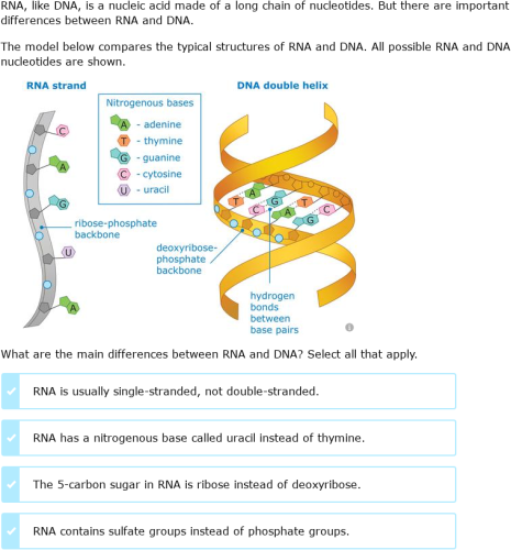 IXL - Structure and function: nucleic acids (Year 10 science practice)