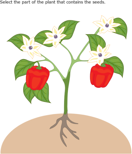 IXL - Identify plant parts and their functions (Year 5 science practice)