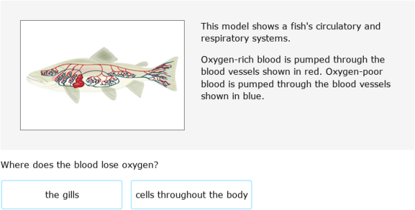 IXL - Body systems: circulation and respiration (Year 5 science practice)