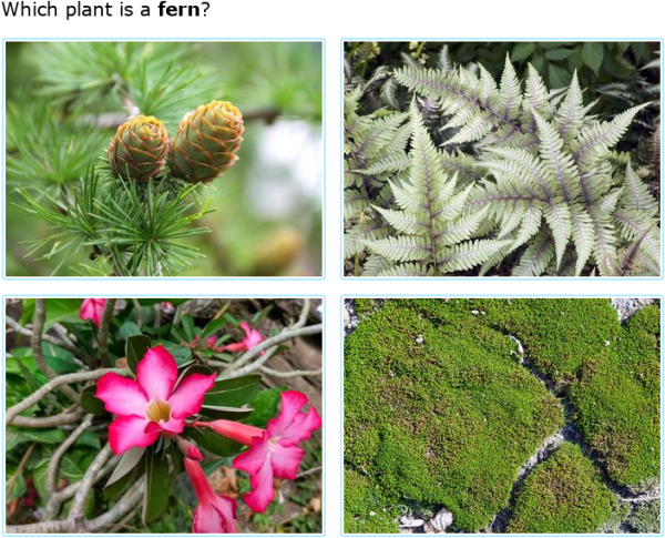 IXL - Identify types of plants (Year 2 science practice)