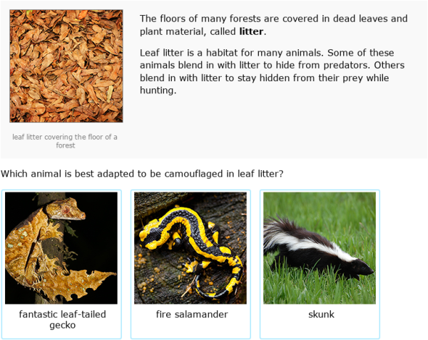 IXL - Animal adaptations: skins and body coverings (Year 5 science ...