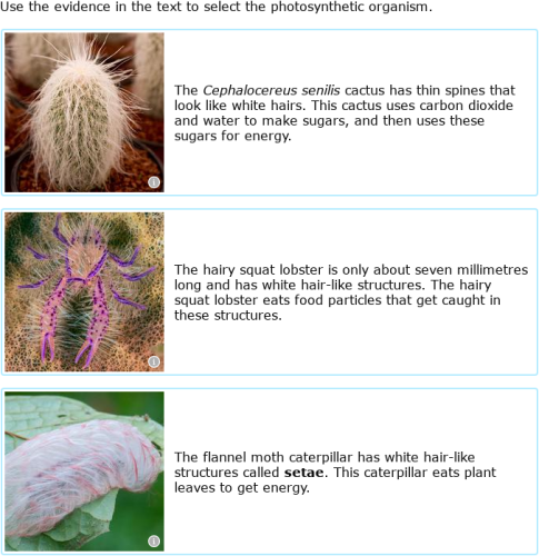 IXL - Identify the photosynthetic organism (Year 8 science practice)