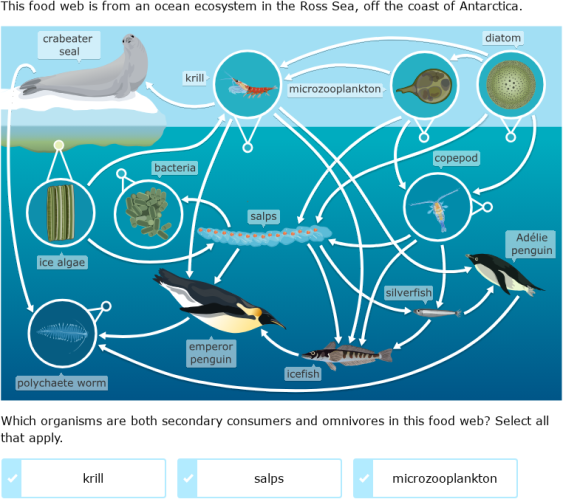 IXL - Interpret an Antarctic food web (Year 10 science practice)