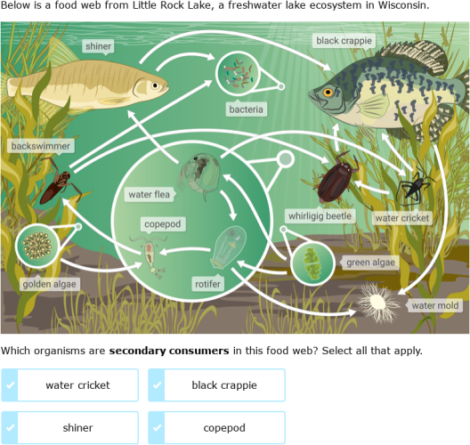 IXL - Interpret food webs I (Year 7 science practice)