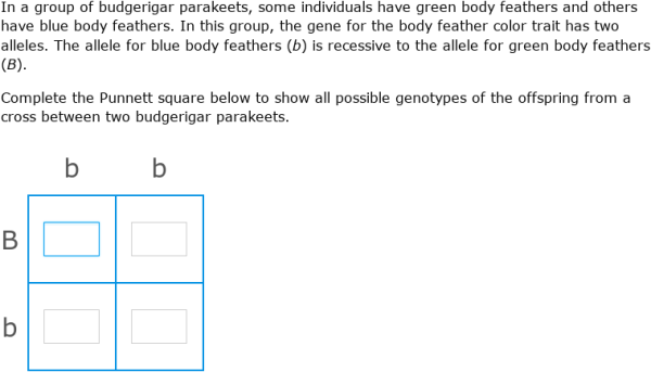 IXL - Complete and interpret Punnett squares (Year 9 science practice)
