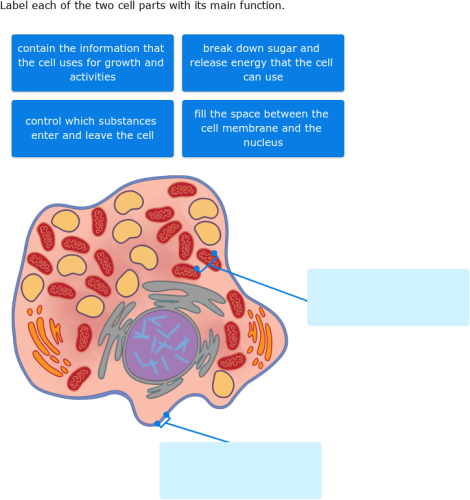 IXL - Animal cell diagrams: label parts (Year 8 science practice)