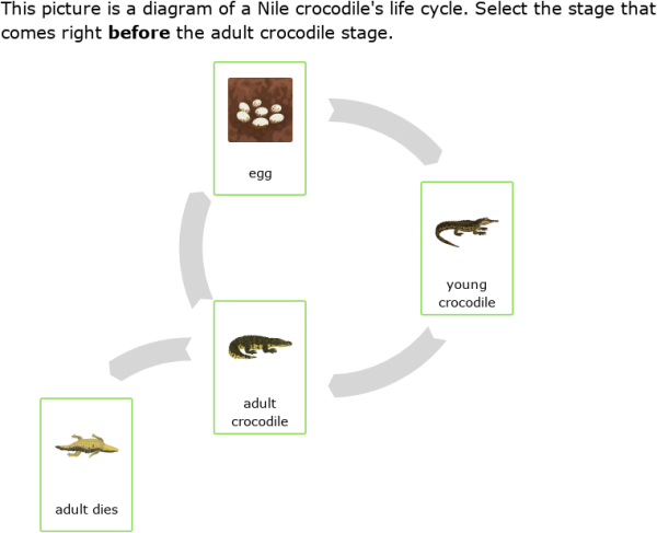 IXL - Read animal life cycle diagrams (Year 2 science practice)