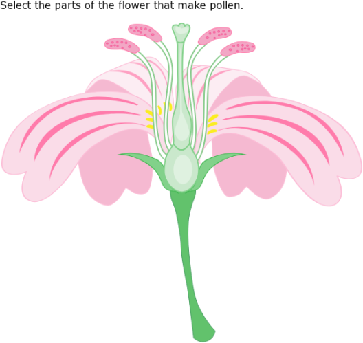 IXL - Identify flower parts and their functions (Year 5 science practice)
