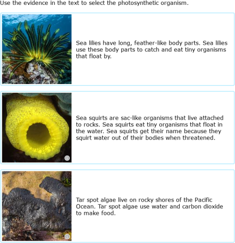 IXL - Identify the photosynthetic organism (Year 9 science practice)