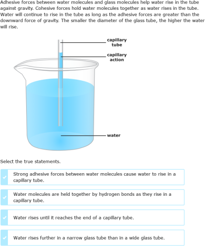 IXL - Properties of water: cohesion and adhesion (Year 10 science practice)