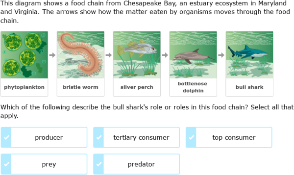 IXL - Identify roles in food chains (Year 6 science practice)
