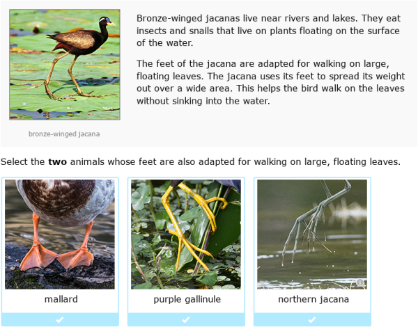 IXL - Animal adaptations: feet and limbs (Year 4 science practice)