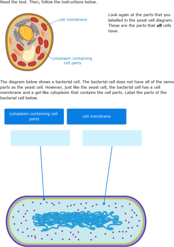 IXL - Understanding cells (Year 7 science practice)