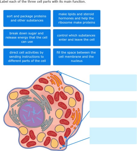 IXL - Animal cell diagrams: label parts (Year 11 science practice)