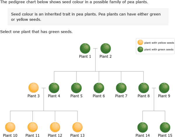 IXL - Read a plant pedigree chart (Year 6 science practice)