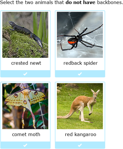 IXL - Identify animals with and without backbones (Year 3 science practice)