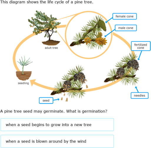 IXL - Angiosperm and conifer life cycles (Year 8 science practice)