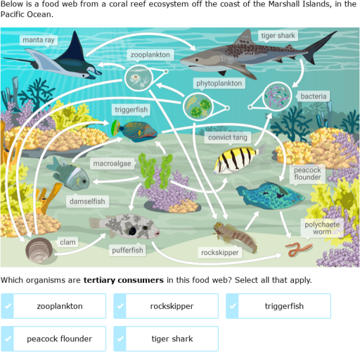 IXL - Interpret food webs I (Year 8 science practice)