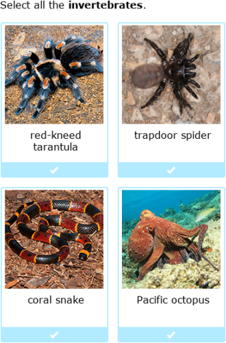 IXL - Identify vertebrates and invertebrates (Year 5 science practice)