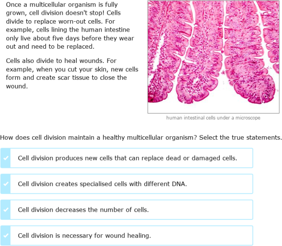 IXL - Introduction to cell division (Year 11 science practice)