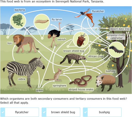 IXL - Interpret a Serengeti food web (Year 10 science practice)