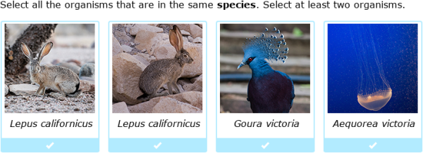 IXL - Use scientific names to classify organisms (Year 9 science practice)