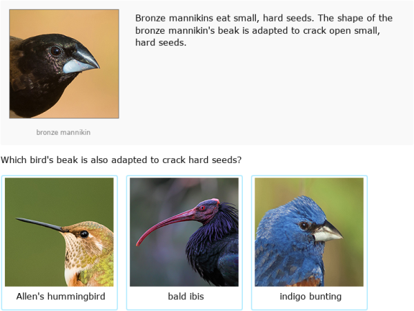 IXL - Animal adaptations: beaks, mouths and necks (Year 4 science practice)