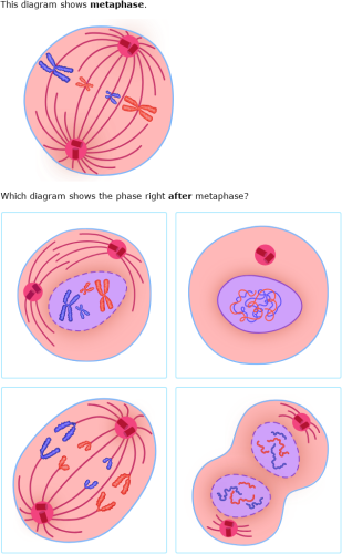 IXL - Describe phases of mitosis and the cell cycle (Year 10 science ...