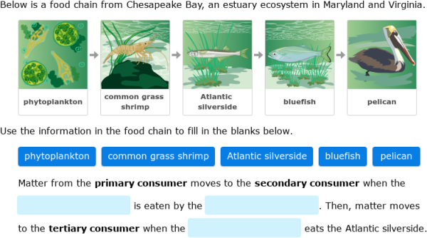 IXL - How does matter move in food chains? (Year 7 science practice)
