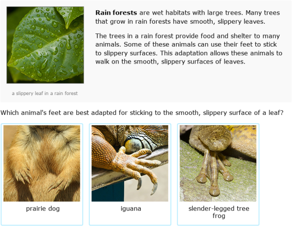 IXL - Animal adaptations: feet and limbs (Year 5 science practice)