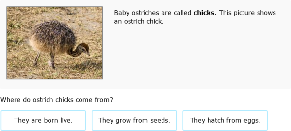 IXL - Seed disperser: common ostrich (Year 3 science practice)