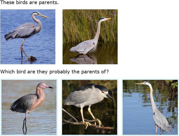 IXL - Match animals to their parents (Year 2 science practice)