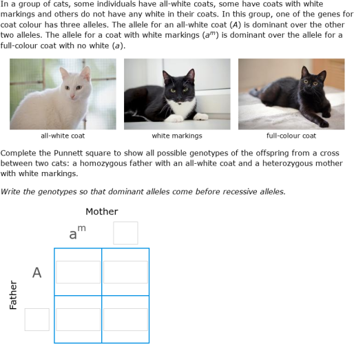 IXL - Punnett squares: multiple alleles (Year 11 science practice)