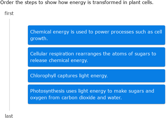IXL - How do plants use and change energy? (Year 8 science practice)