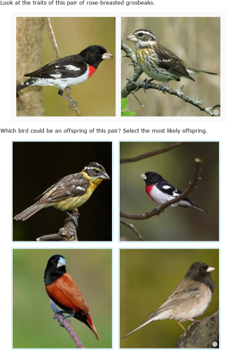 IXL - Match offspring to parents using inherited traits (Year 6 science ...