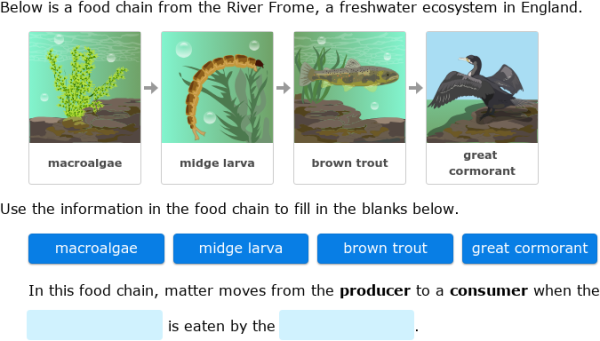 IXL - How does matter move in food chains? (Year 4 science practice)
