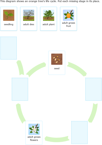 IXL - Read and construct flowering plant life cycle diagrams (Year 4 ...