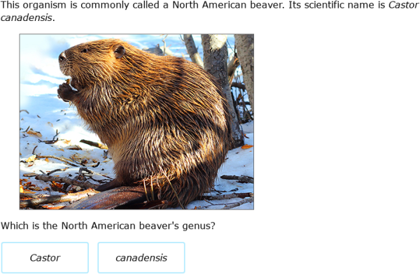 IXL - Identify common and scientific names (Year 7 science practice)