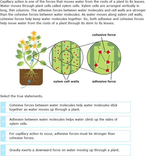 IXL - Properties of water: cohesion and adhesion (Year 11 science practice)