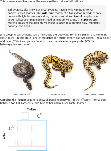 IXL - Punnett squares: incomplete dominance and codominance (Year 11 ...