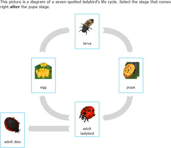 IXL - Read animal life cycle diagrams (Year 4 science practice)